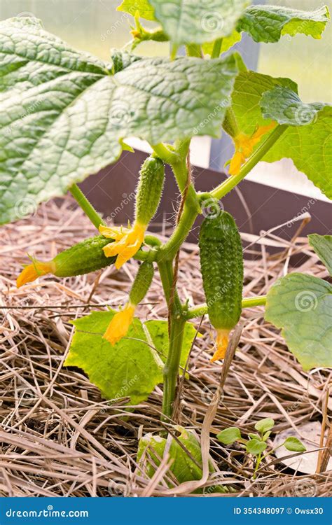 Growing Cucumbers In A Greenhouse On The Plot A Small Plant Gives A