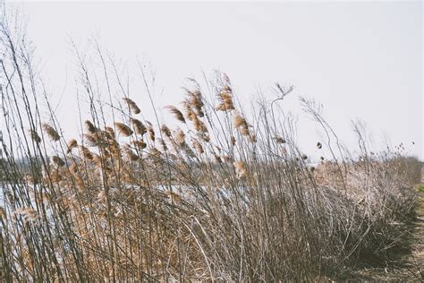 Reed Rural Free Photo On Pixabay Pixabay