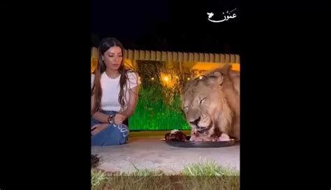 ویدیو نیک صالحی فیلمی عجیب از غذا خوردن یک زن و یک شیر در یک بشقاب مشترک