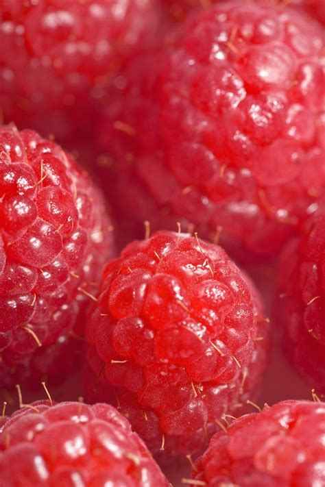 Dorman Red Raspberries