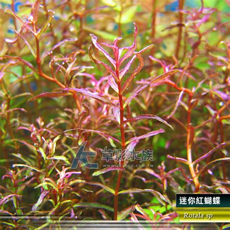 迷你紅蝴蝶 冒泡旺盛系列 水草販售 AC草影水族 水草水晶蝦水族用品專賣店