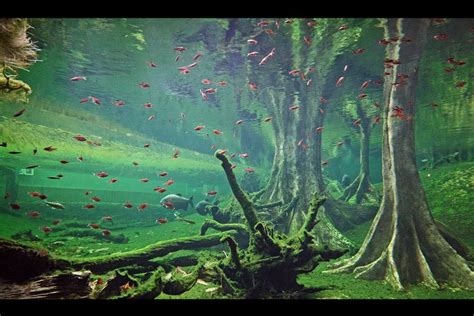 Flooded Forest Aquascaping Pinterest