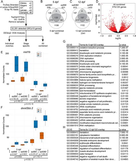 Rna Seq Profiling Of Individual Kdm2aa Deficient Embryos And Their Download Scientific Diagram