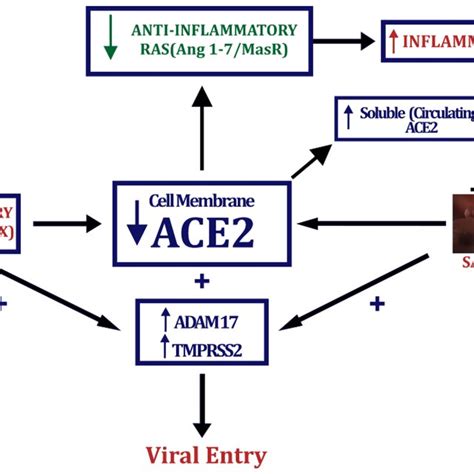 Both Sars Cov 2 Binding To Cell Membrane Ace2 And Activation Of The Ras