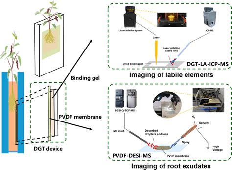 The Workflow For The Imaging Of Root Exudate Of Organic Acids And Download Scientific Diagram