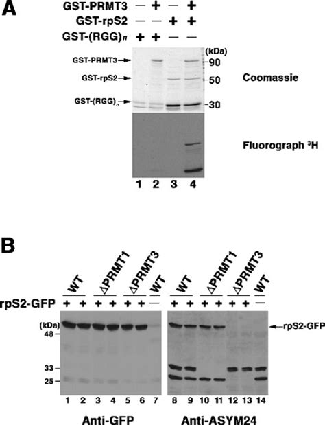 The 40s Ribosomal Protein S2 Rps2 Is Asymmetrically Methylated By