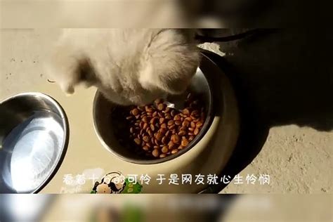 流浪狗在路边啃树皮吃女孩于心不忍给它买了块烧饼随后狗狗 树皮 女孩 流浪狗