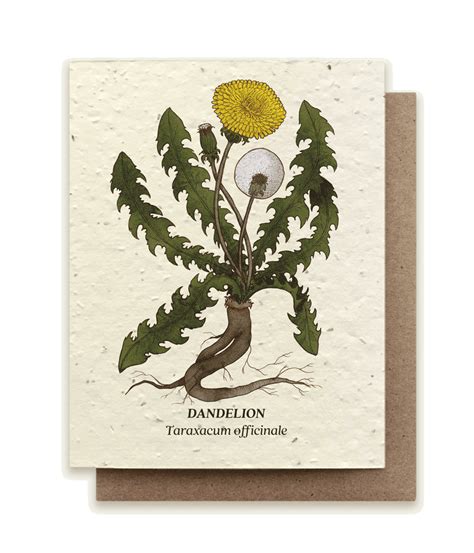 Dandelion Plantable Seed Card From Small Victories Plantae And Fungi