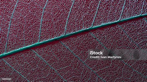 자연 환경 소재 질감 배경 스켈레톤 리프 텍스처 매크로 사진 자연의 요소 유기적 디자인 클로즈업 0명에 대한 스톡 사진 및 기타 이미지 Istock