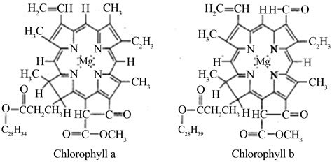 A Possible Realization Of Chlorophyll Lase