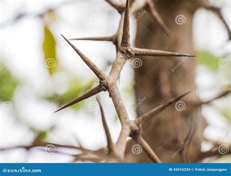 Sharp Thorns On Prickly Pear Cactus Leaves Royalty Free Stock