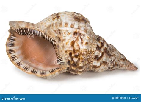 Beautiful Large Conch Shell Stock Image Image Of Summer Spiral