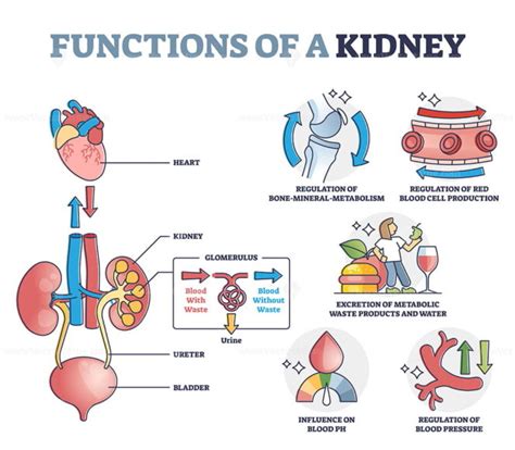 Functions Of Skeletal System Or Bone Anatomical Functionality Outline