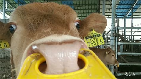 송아지 코걸이 Youtube