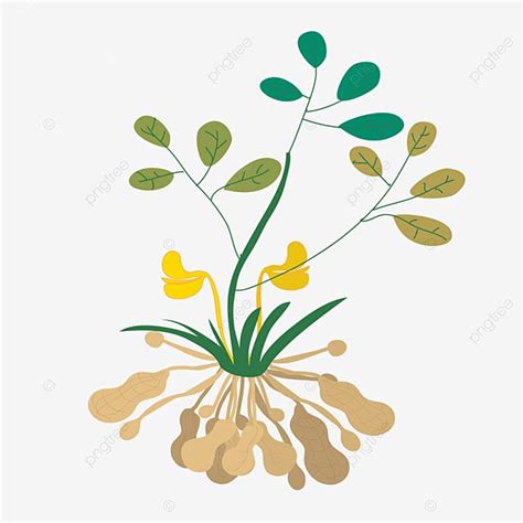 Cartoon Hand Painted Crop Peanuts Cartoon Hand Draw Crops Png And