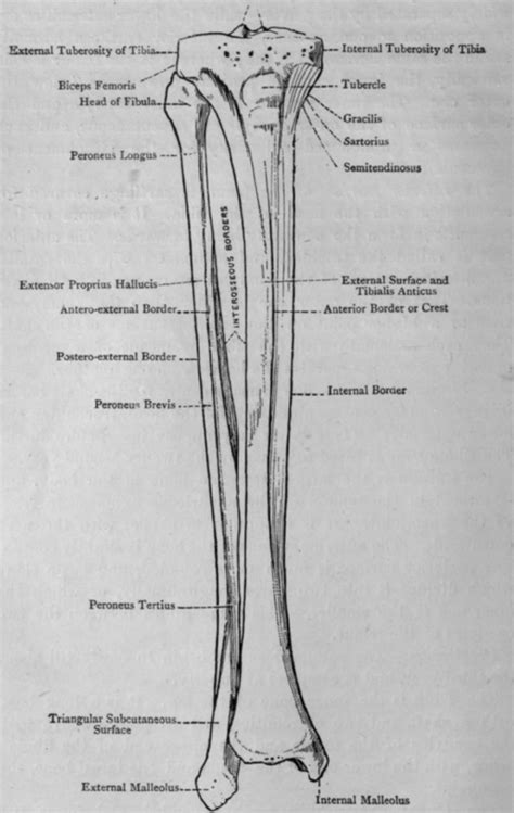 Anterior Border Meddic
