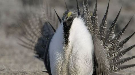 The Sagebrush Sea About Nature Pbs