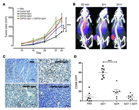 Igg4 Subclass Antibodies Impair Antitumor Immunity In Melanoma Pmc