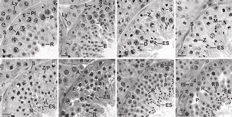 Stages 1 4 Of The Seminiferous Epithelium Cycle Of The Large