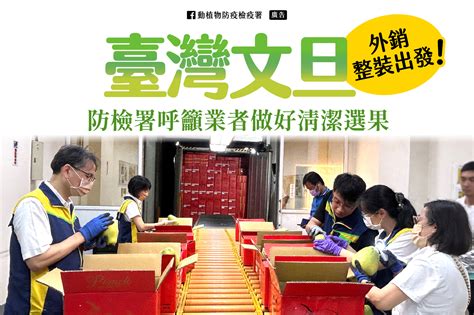 動植物防疫檢疫署 【臺灣文旦外銷整裝出發！呼籲業者做好清潔選果】 中國大陸在9月2日宣布恢復進口臺灣文旦