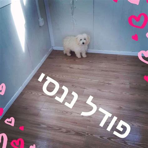 פודל למכירה בקרית גת 7000 שח מודעה 68033 כלבים לוח חיות מחמד הומלס