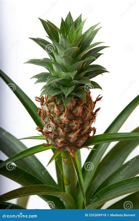 在室内种植小型新鲜菠萝果的菠萝菠萝 大花鱼 库存照片 图片 包括有 健康 户内 问题的 室内植物 255309918