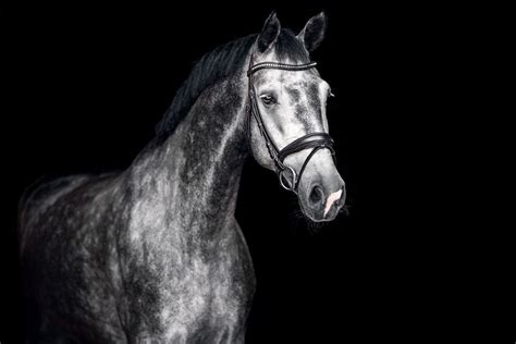 Fine Art Pferdefotografie Cora M Jennissen Pferde Fotografie
