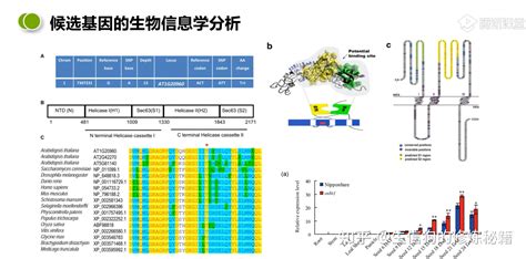 候选基因的生物信息学分析 知乎