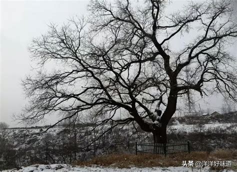 养气血就是养命！冬日天寒需进补，提醒中老年人：冬日4宝要多吃 伊人小筑