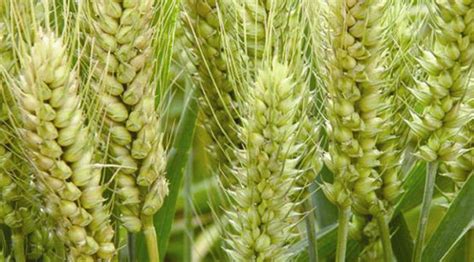 小麦含有哪些营养成分 详细 百度经验