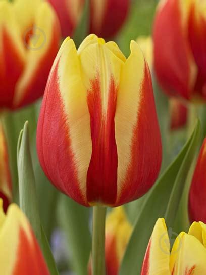 ᐉ Цибулина тюльпана тріумф Жан Сейнет 3 шт • Краща ціна в Києві Україні • Купити в Епіцентр