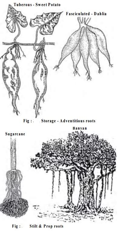 Root Modifications For Taproot Adventitious Roots