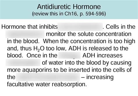 Antidiuretic Hormone Aandp2 Lecture Exam 4 Diagram Quizlet