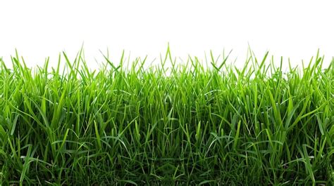 Premium Photo Realistic Green Grass Field Isolated On White Background