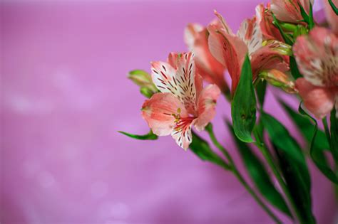 분홍색 배경 클로즈업에 빨간 알스트로 메리아 꽃의 아름다운 꽃다발 0명에 대한 스톡 사진 및 기타 이미지 0명 계절 기념일 Istock