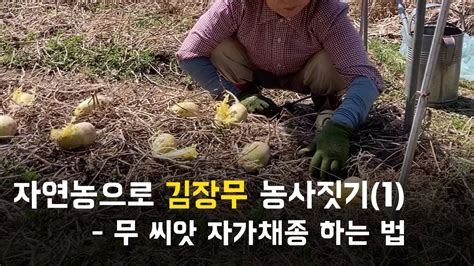 자연농으로 무 농사 짓기 1편 자가채종 부터 시작하는 무 농사 자연농 김장무 Youtube