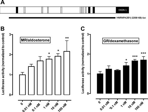 Hnrnp A2b1 Promoter Contains A Functional Hormone Responsive Element