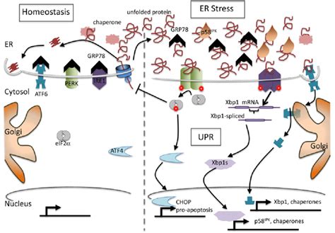 Accumulation Of Unfolded And Misfolded Proteins Induces Er Stress And