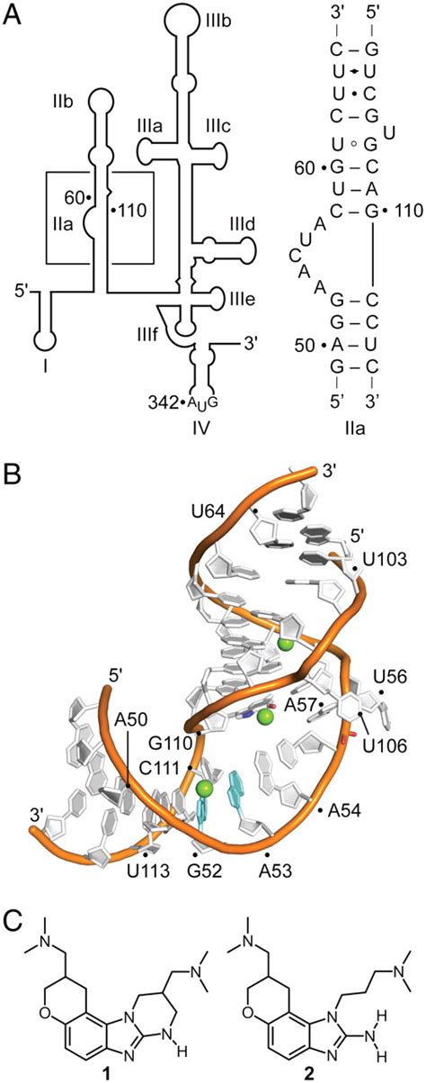 Hepatitis C Virus Structure