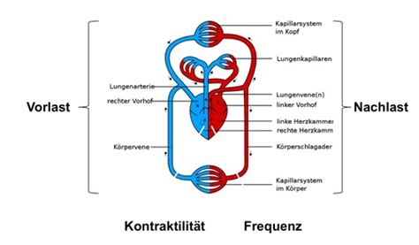 Physiologie Herzkreislauf Karteikarten Quizlet