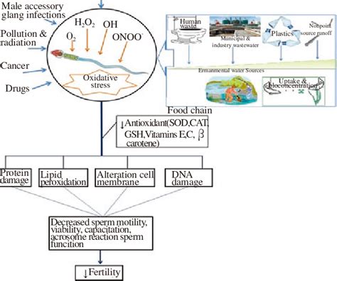 Proposed Mechanism Of Increased Production Of ROS By Abnormal Download Scientific Diagram