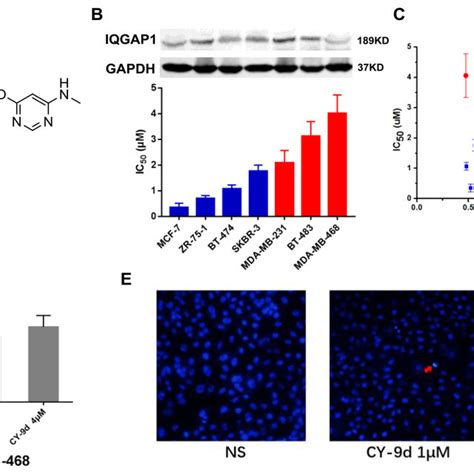 A The Chemical Structure Of Cy 9d B The Cytotoxicity Of Cy 9d And