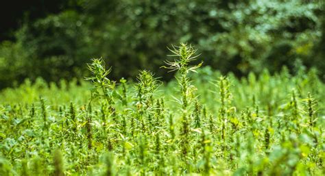 Dr Bronners Sources Its Organic Hemp Seed Oil From Us Farmers