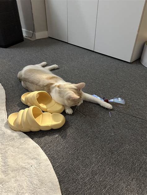 나만없어고양이 ㅋ Daum 카페