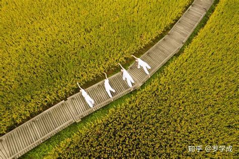 浙江天台稻香阵阵伴瑜伽 知乎