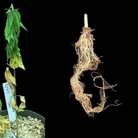 Pythium Root And Crown Rot Of Industrial Hemp NC State Extension
