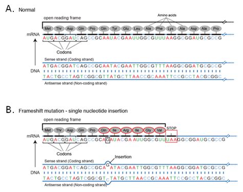 Dna Mutations Genetics Agriculture And Biotechnology