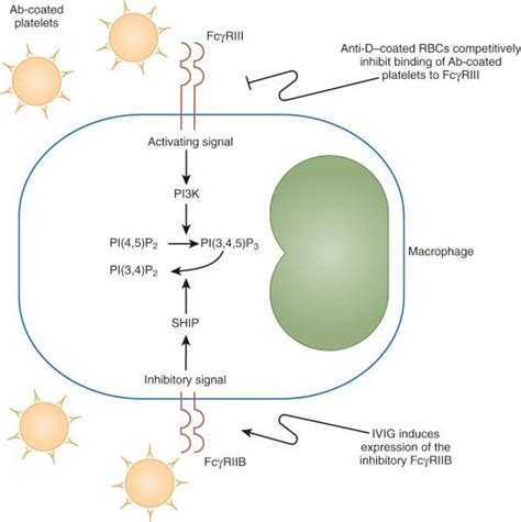 Acquired Platelet Defects Clinical Tree