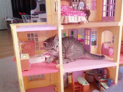These Cats Are Breaking Into Doll Houses 15 Photos I Can Has