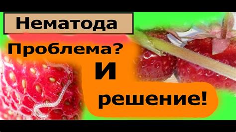 Клубника - невидимый паразит. - YouTube